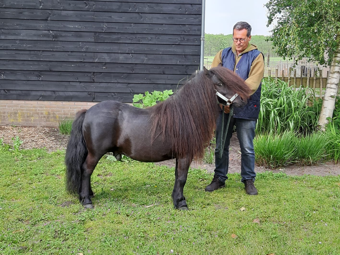 Dekhengst 2019 – Stal van Paardenland
