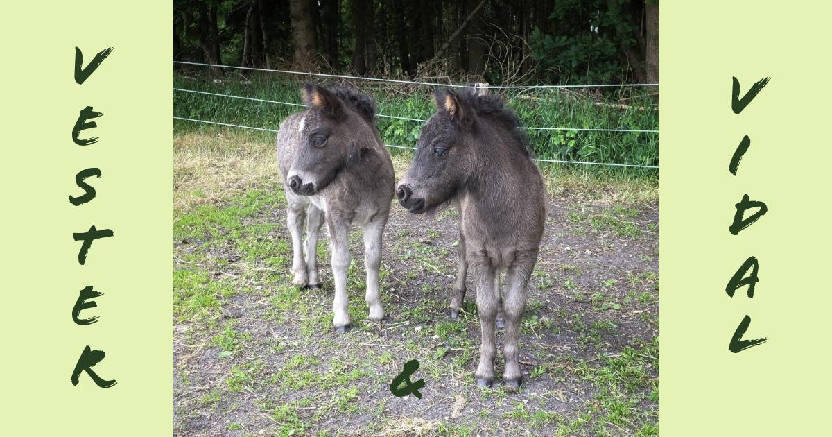Twee leuke zwarte Shetland hengstveulens te koop – VERKOCHT – Stal van ...